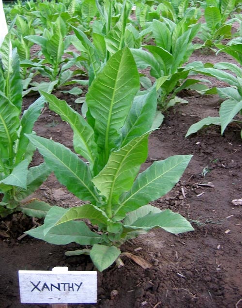Oriental Basma Tobacco Seeds Non-GMO, Pesticide-free | Tobacco Seeds Canada